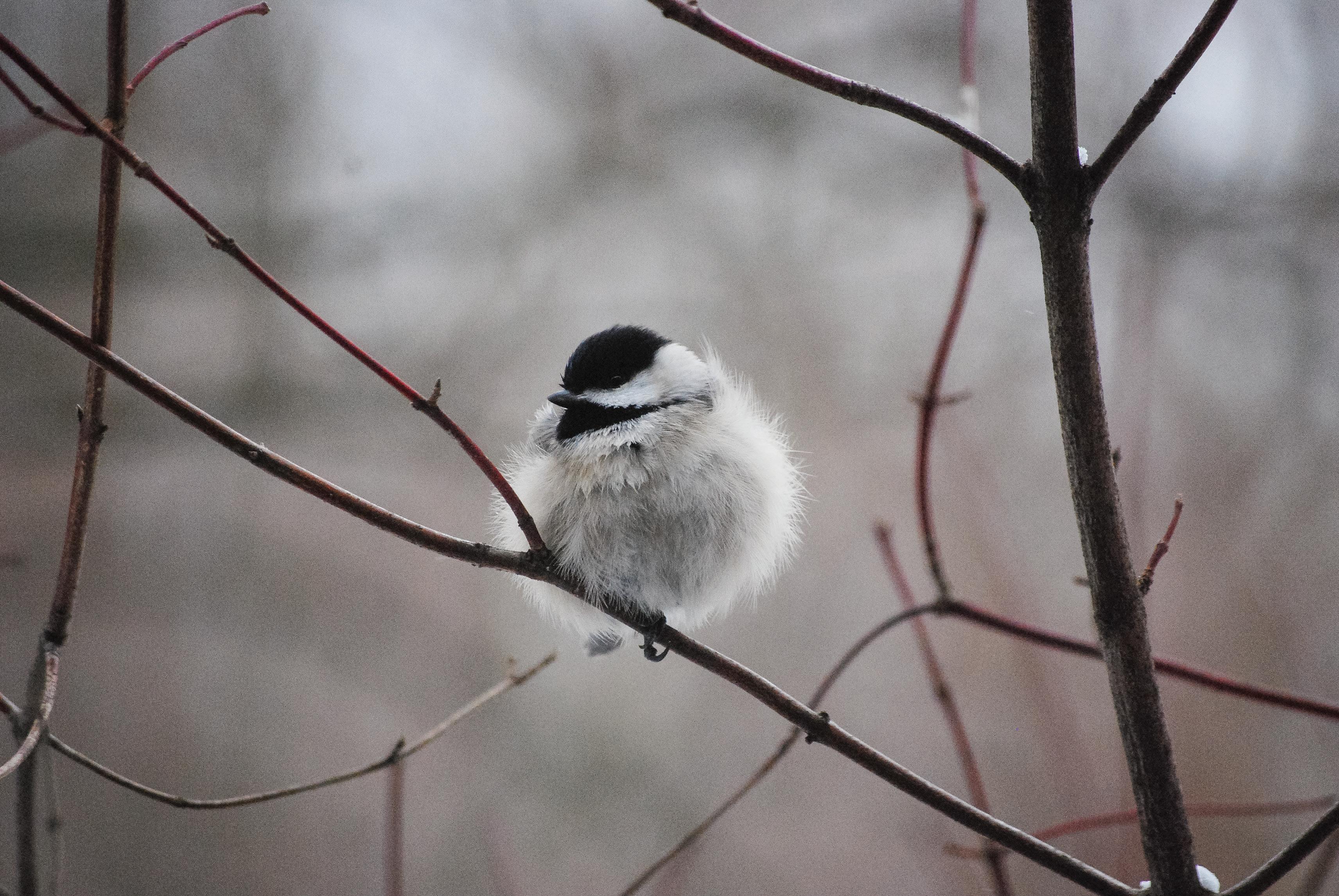 Wild Birds Unlimited All Seasons Hobby Guide Canada by Wild Birds ...