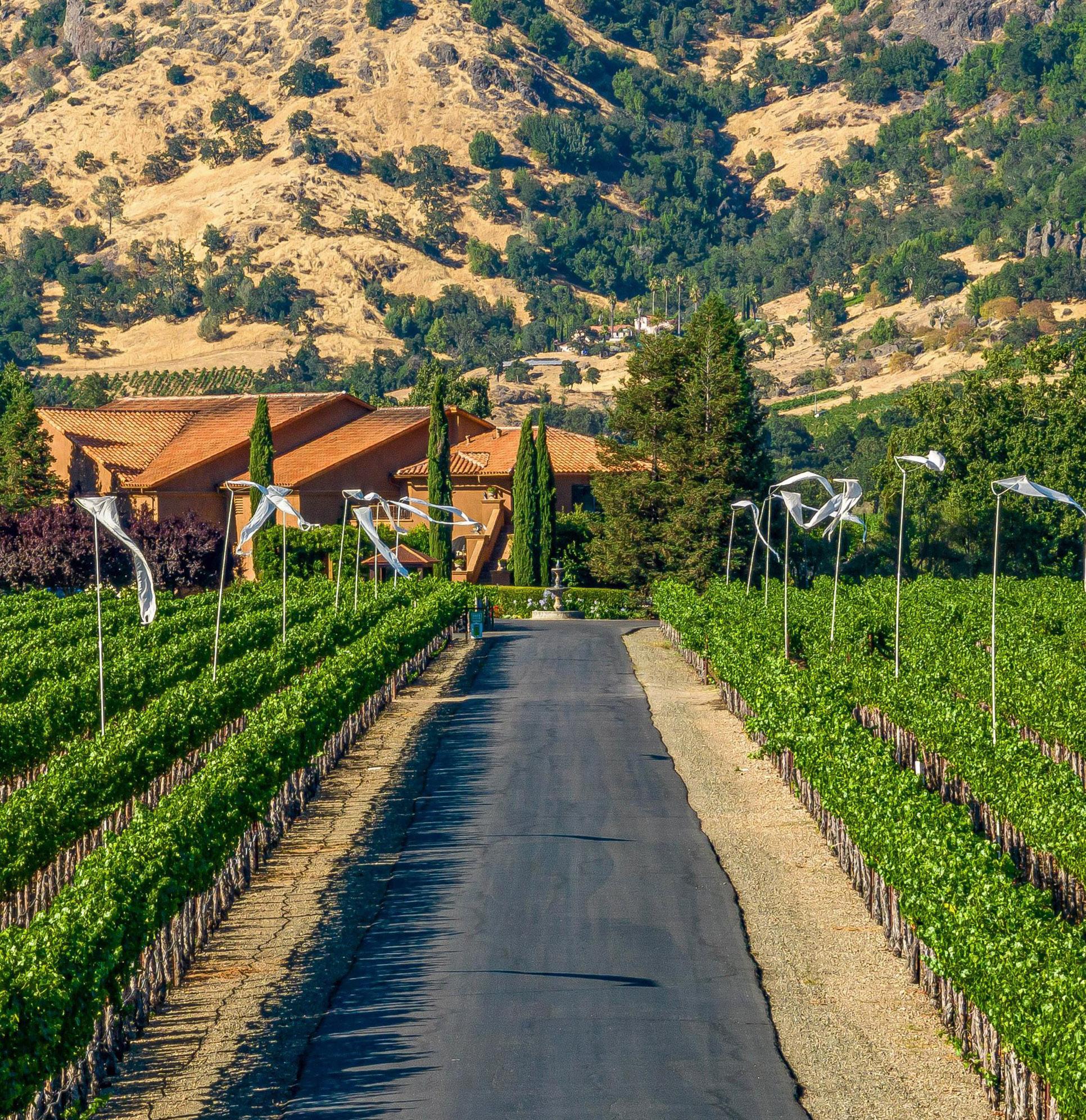 Bennett Lane Winery - Offering by Yvonne Rich Exclusive Estates - Issuu