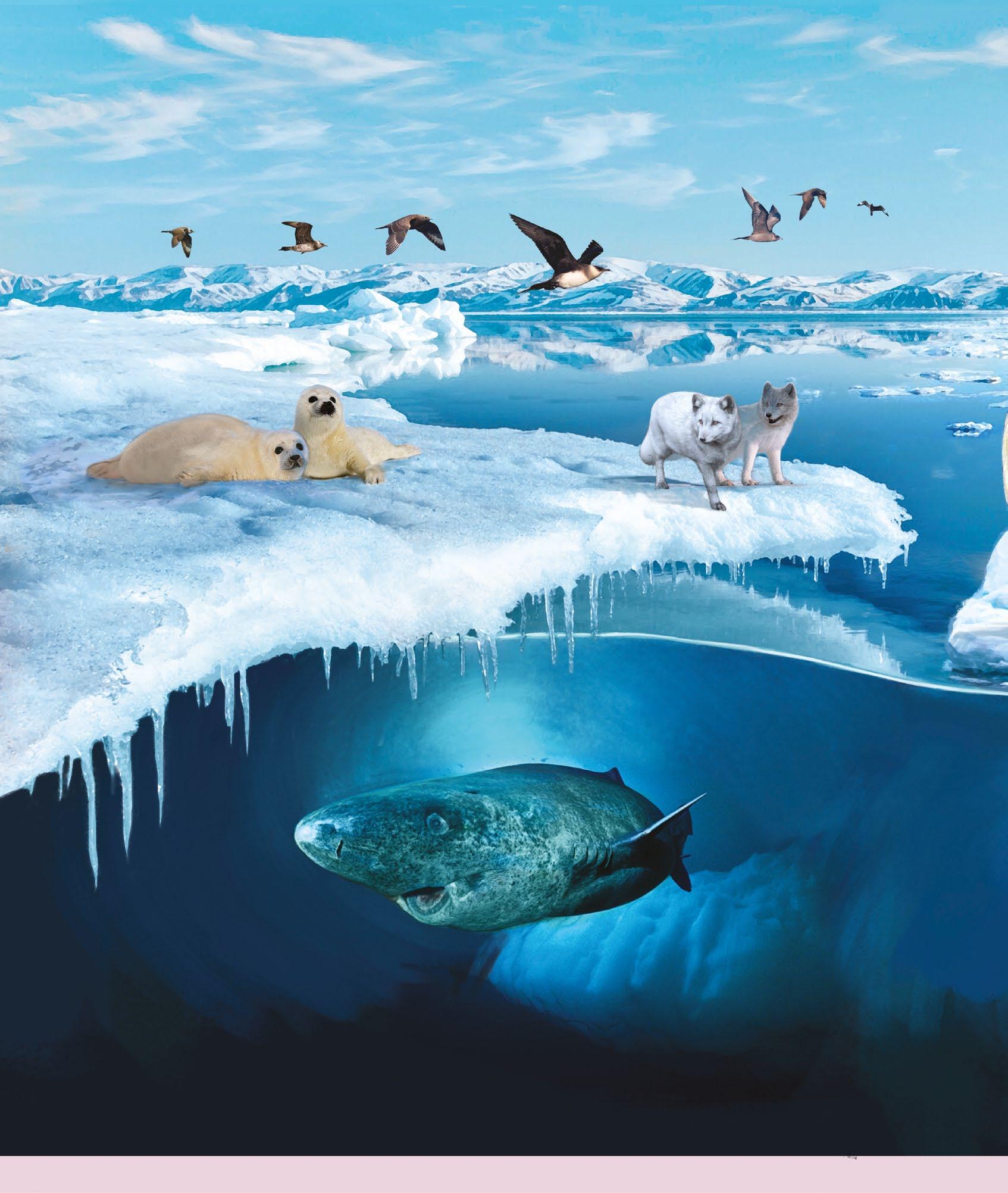 Gyvūnų karalystė. Su 50 nepaprastų garsų! by knygos.lt - Issuu