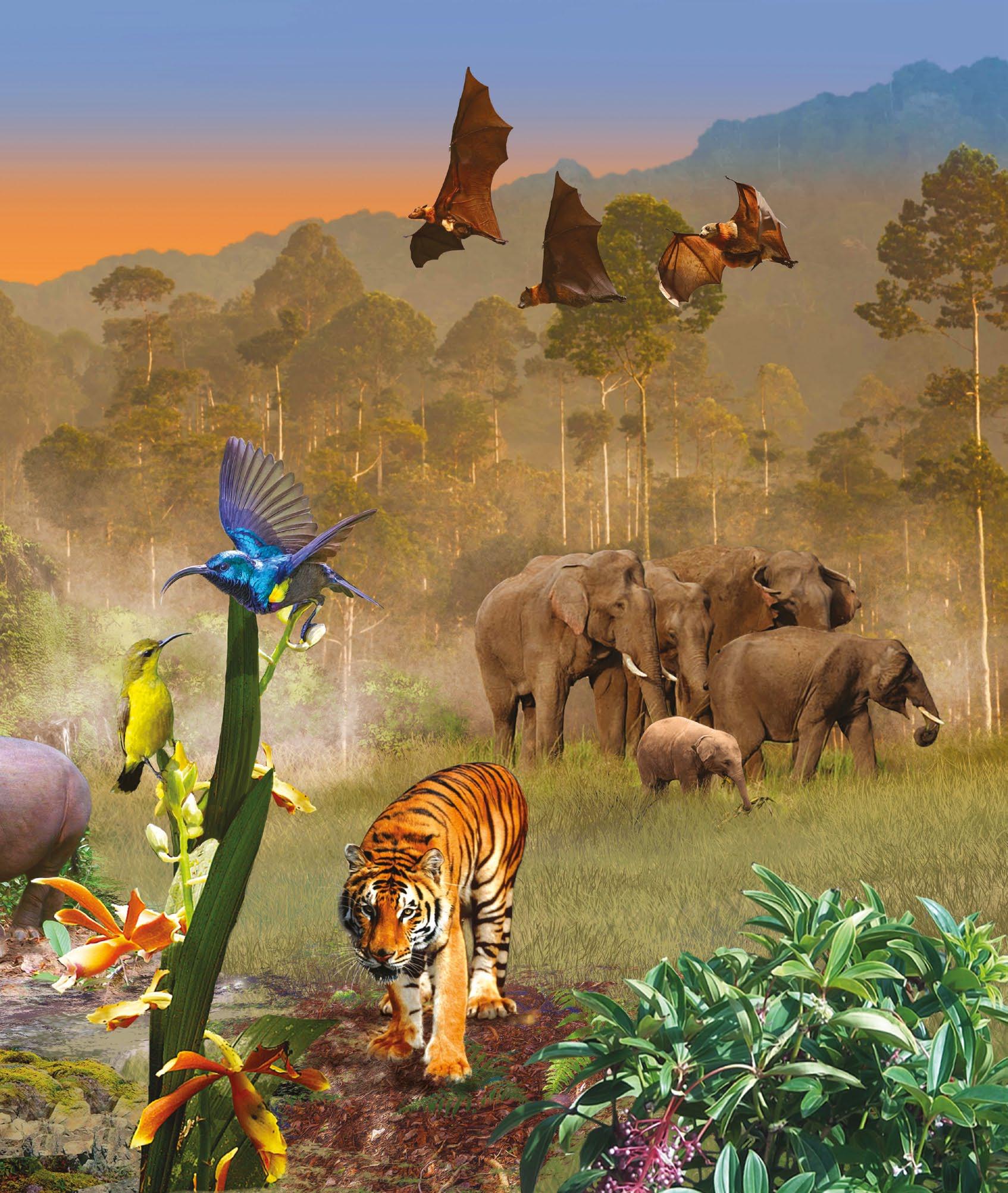 Gyvūnų karalystė. Su 50 nepaprastų garsų! by knygos.lt - Issuu