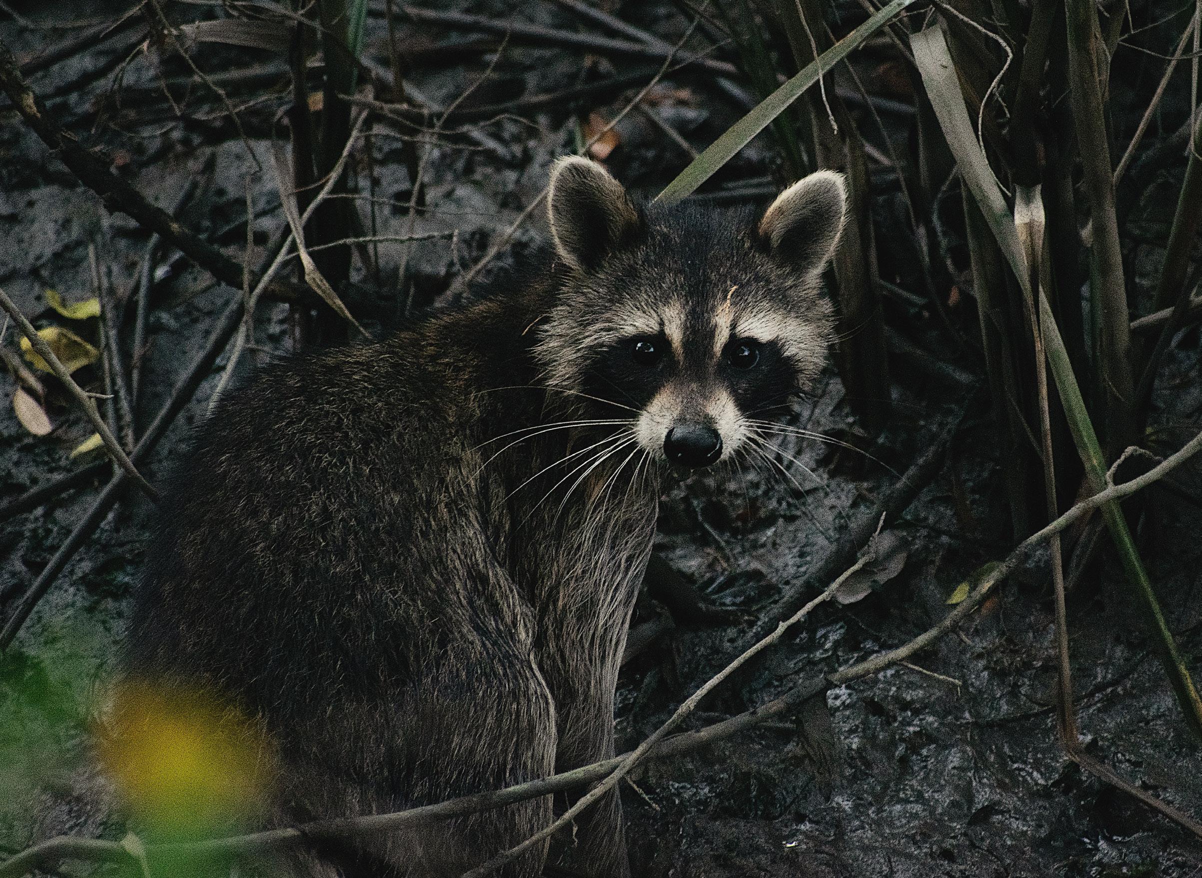 Gadsden Creek Revitalization Project by Robinson_Design_Engineers - Issuu