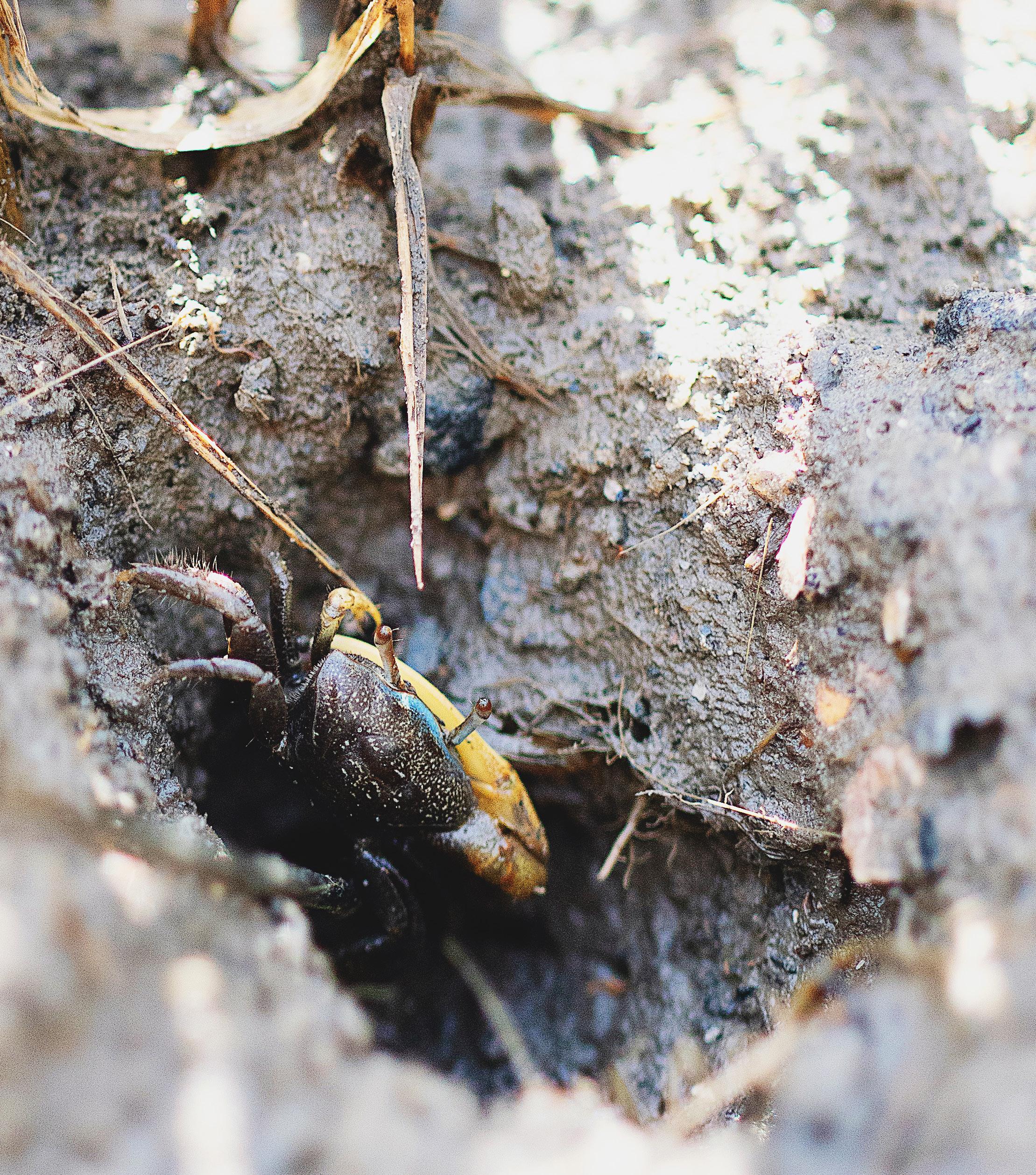 Gadsden Creek Revitalization Project by Robinson_Design_Engineers - Issuu