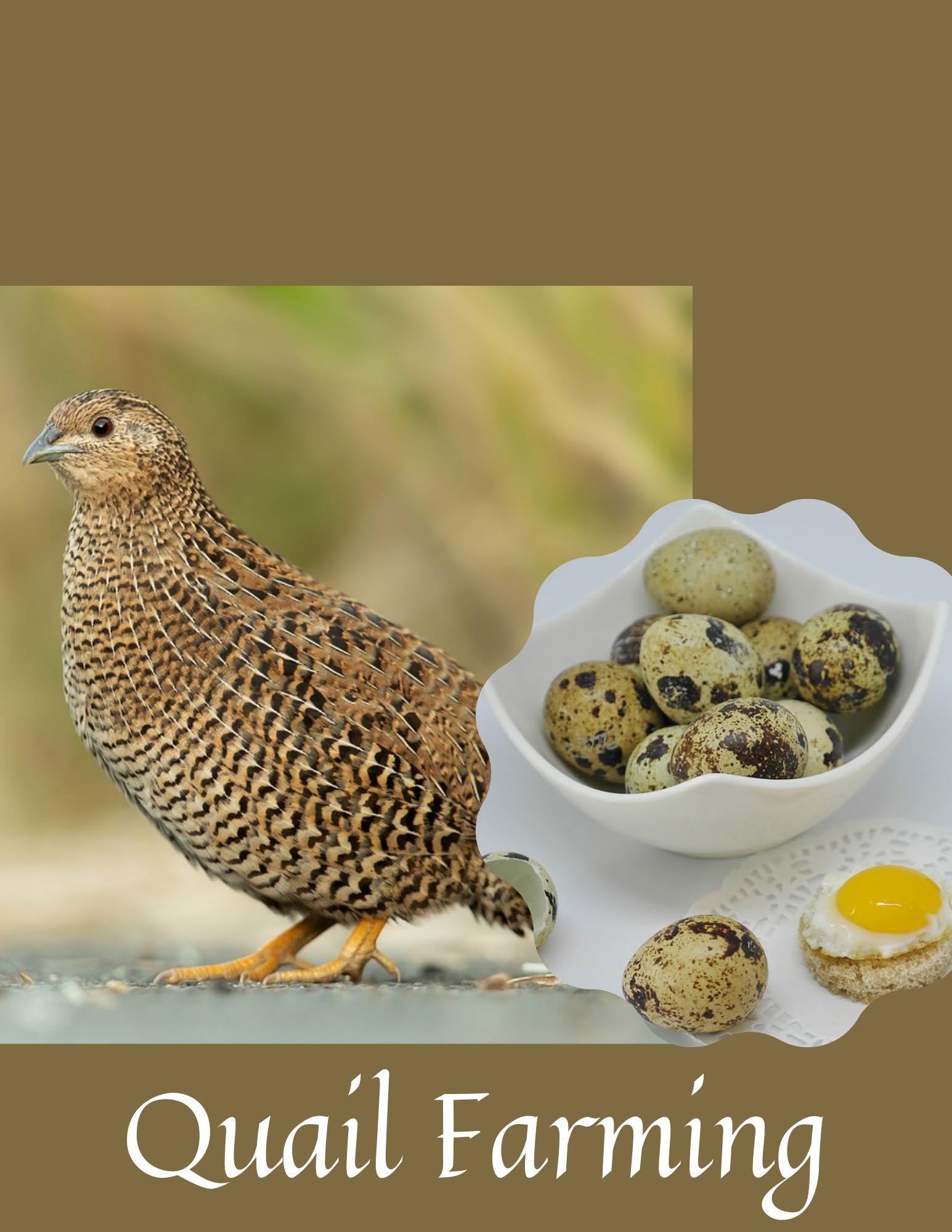 Quail Farming