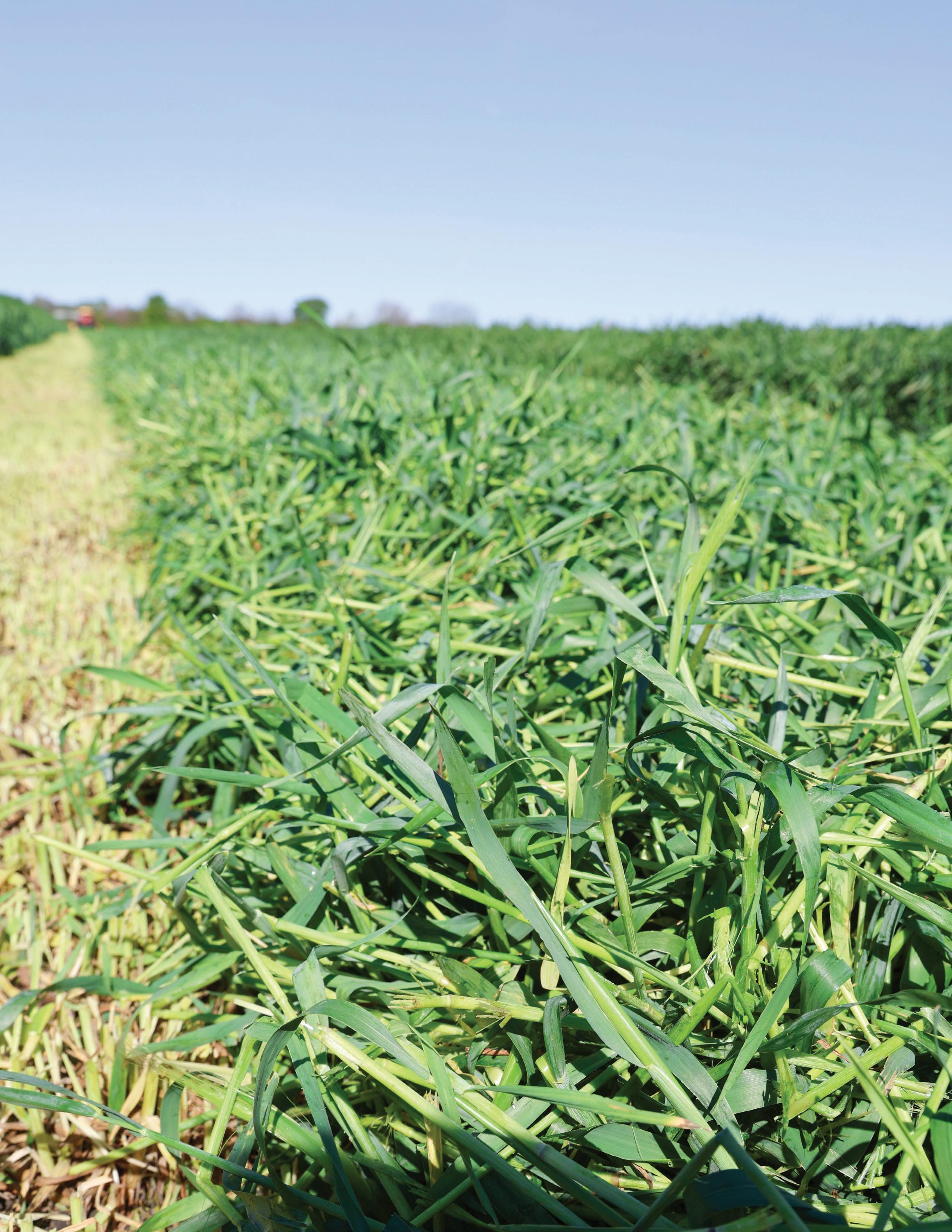 2023 KWS Hybrid Rye Trial Booklet by KWS.US - Issuu