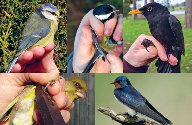 LifeCycle issue 12, Summer 2023 by British Trust for Ornithology - Issuu