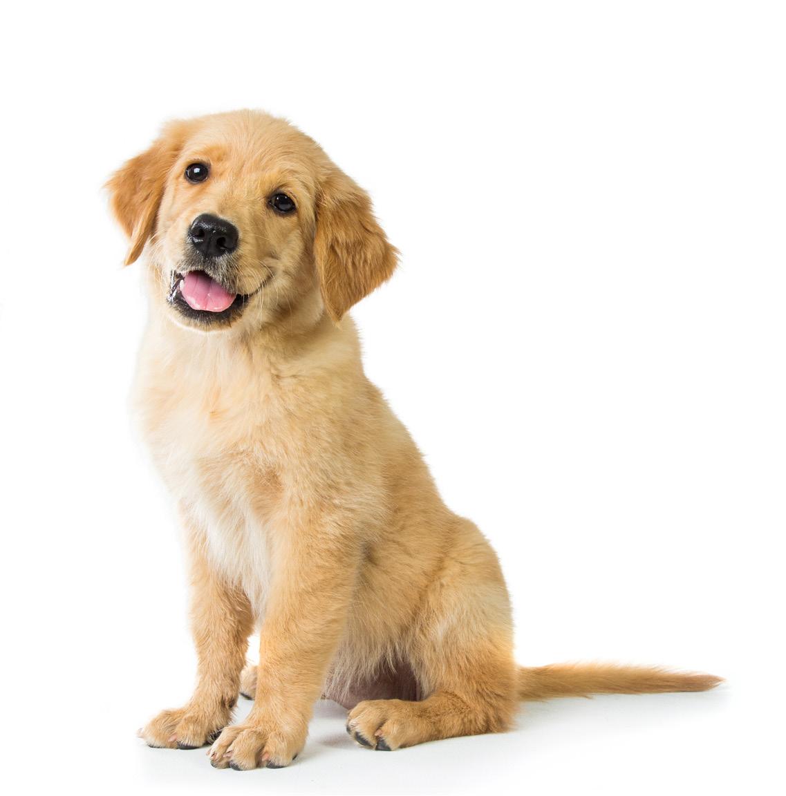 All about Purebred dogs - revised 2023 by Dogs Victoria - Issuu