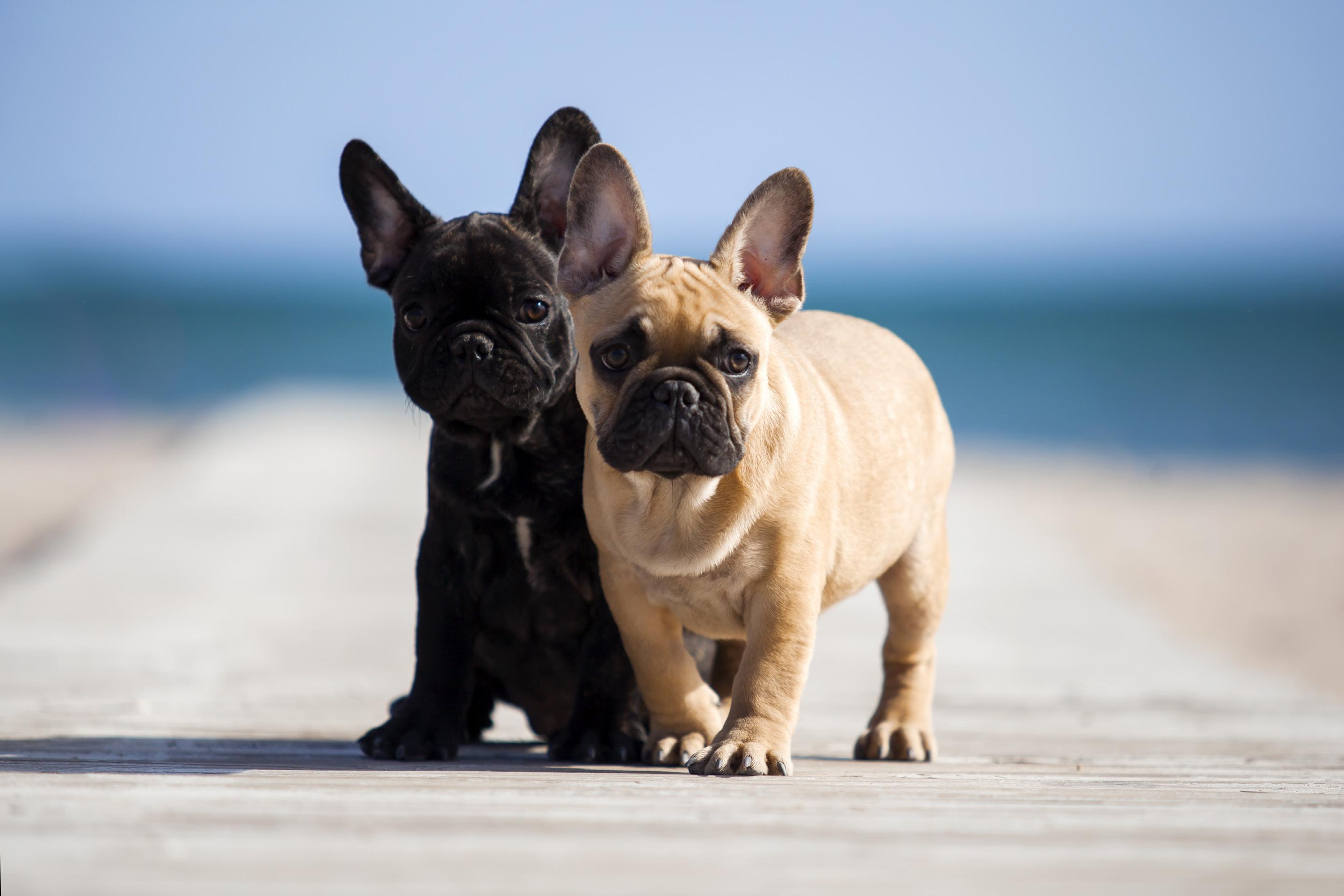 All about Purebred dogs - revised 2023 by Dogs Victoria - Issuu