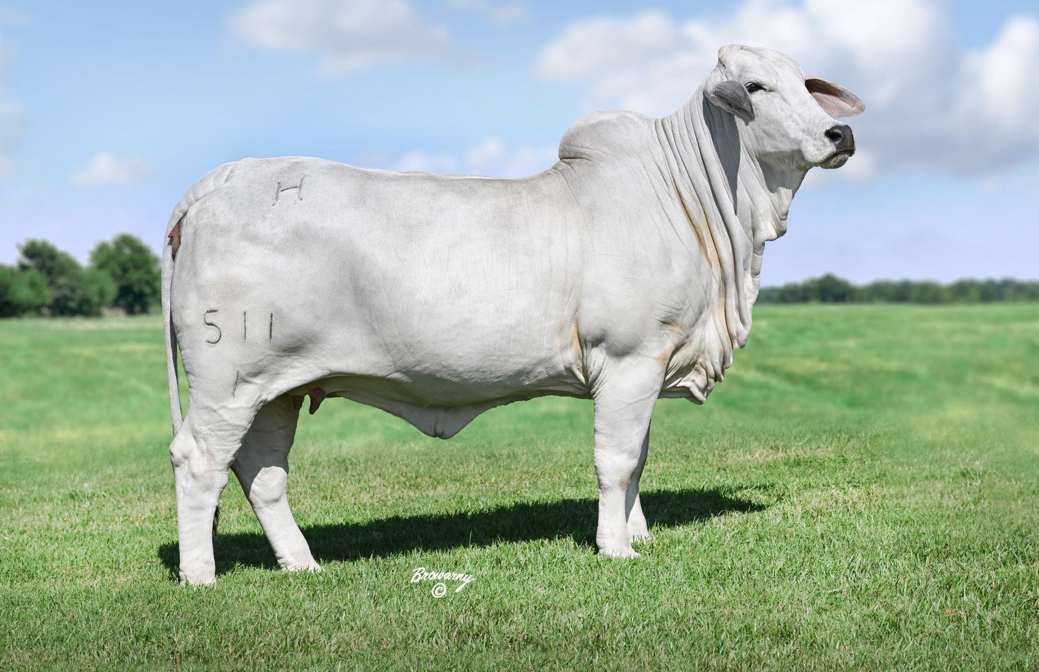 Heritage and Friends Brahman Production Sale by Cattle In Motion, LLC ...