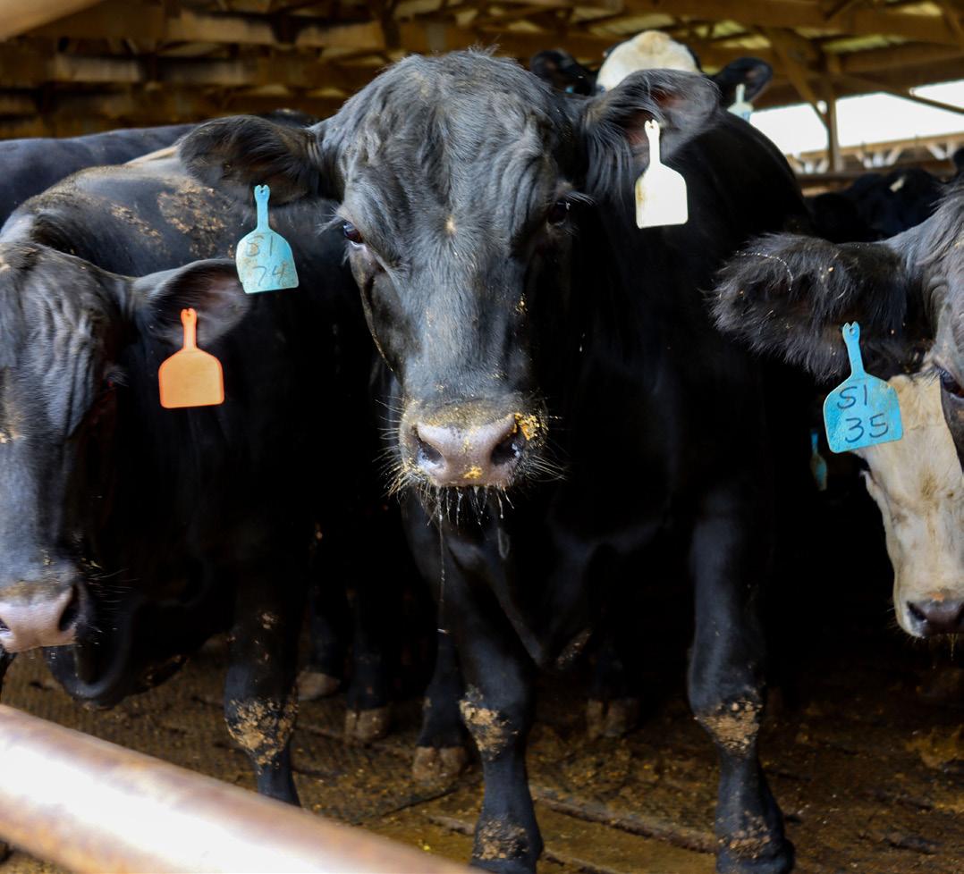 Illinois Beef September/October 2023 by Illinois Beef - Issuu