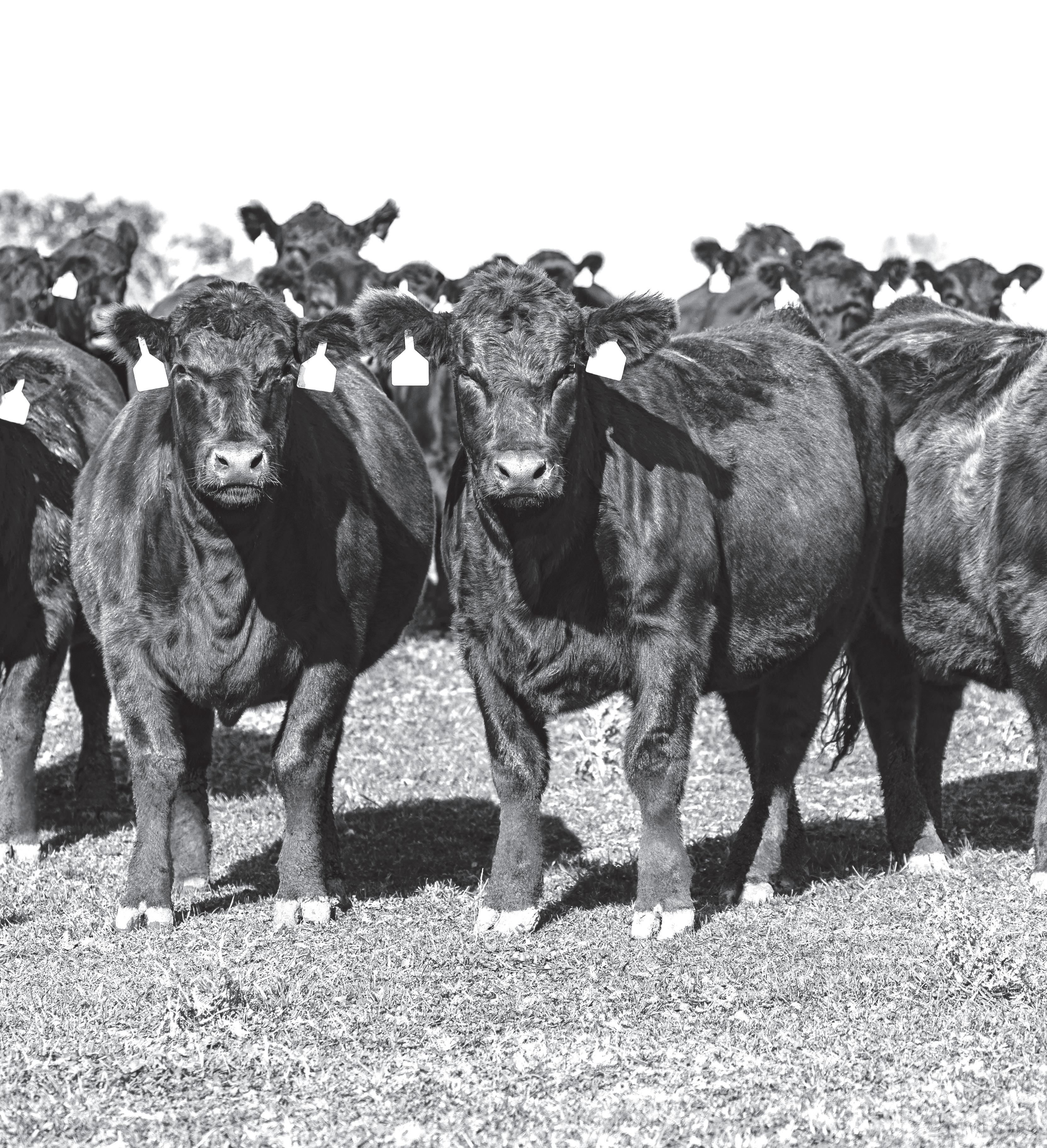 Illinois Beef September/October 2023 by Illinois Beef - Issuu