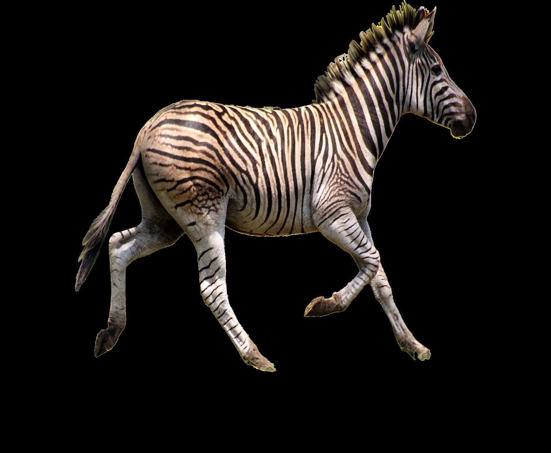 OoOOOoHHHHH Zebra by Mos Yllen - Issuu