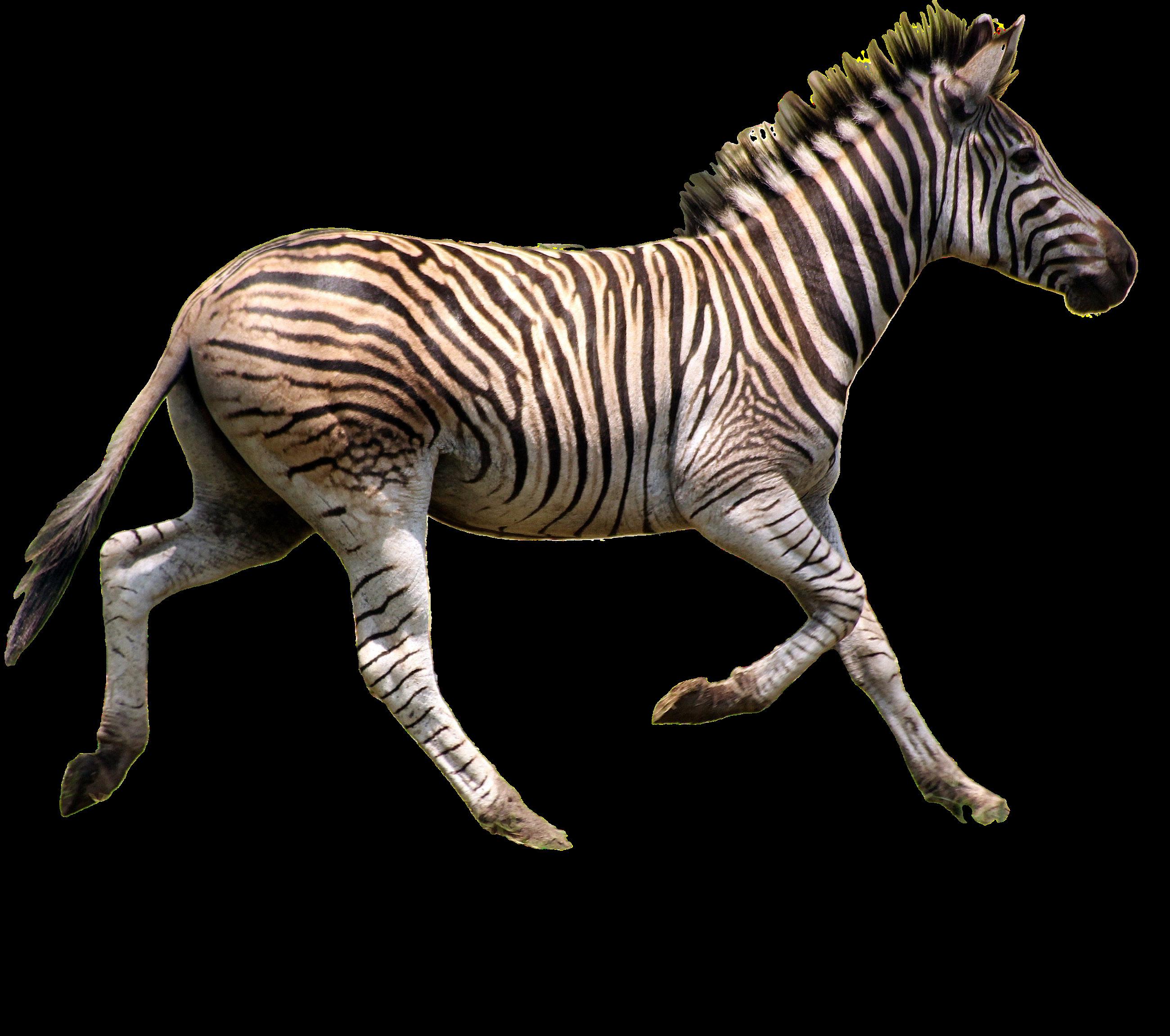 OoOOOoHHHHH Zebra by Mos Yllen - Issuu