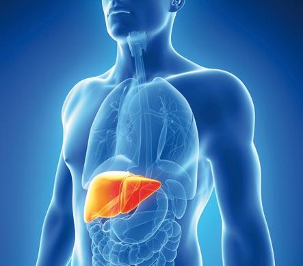 Brochure steatotische leverziekte 2023 by leverpatientenvereniging - Issuu