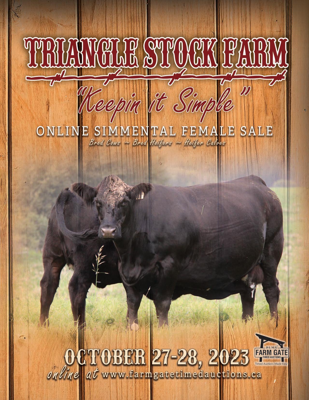 Triangle Stock Farm "Keepin It Simple" Simmental Female Sale - DLMS ...
