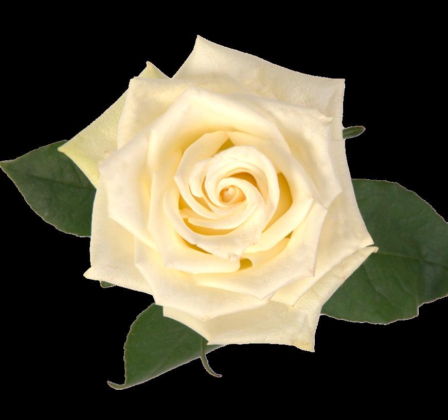 LATAM Colorful Brochure of Standard & Spray Roses by Jelle Posthumus ...