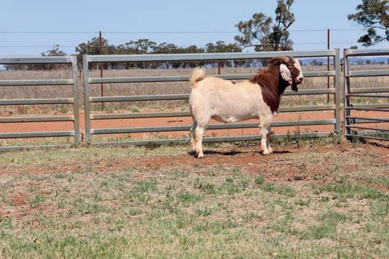 The Malleevale Contender Meat Goat Catalogue October 2023 by Sarah ...