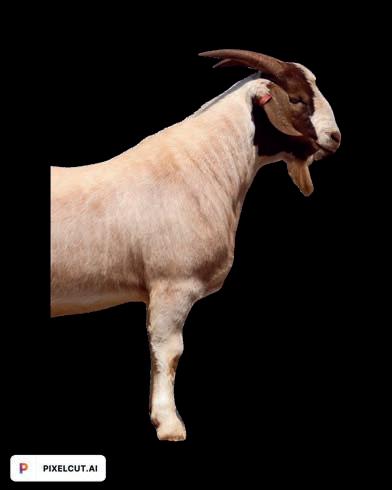 The Malleevale Contender Meat Goat Catalogue October 2023 by Sarah ...