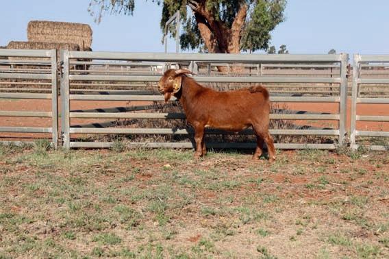The Malleevale Contender Meat Goat Catalogue October 2023 by Sarah ...
