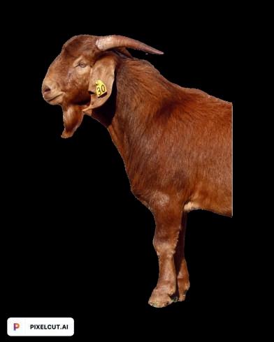 The Malleevale Contender Meat Goat Catalogue October 2023 by Sarah ...