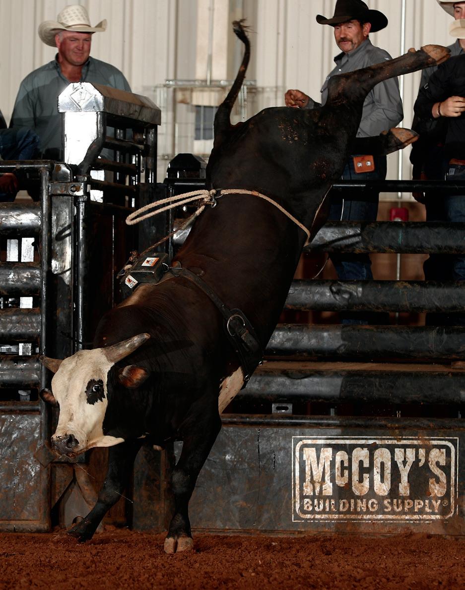 2023 ABBI Premier Sale by pbr78 - Issuu