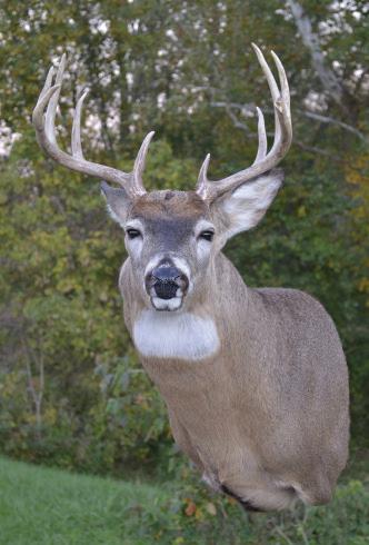 Ohio Taxidermy Supply 2023 Catalog Supplement by Rudy Eppley - Issuu