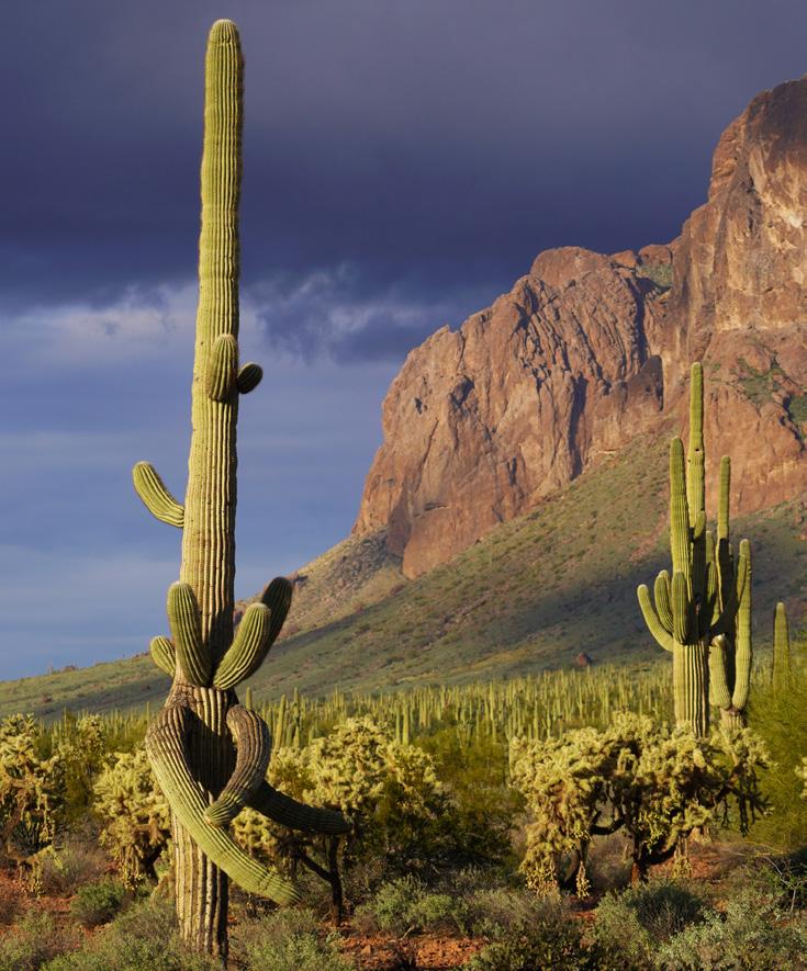 Northern Arizona Forest Fund Annual Report 2023-2024 by National Forest ...