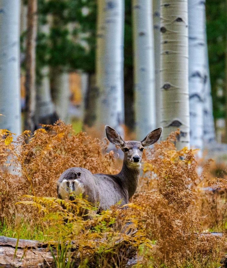 Northern Arizona Forest Fund Annual Report 2023-2024 by National Forest ...
