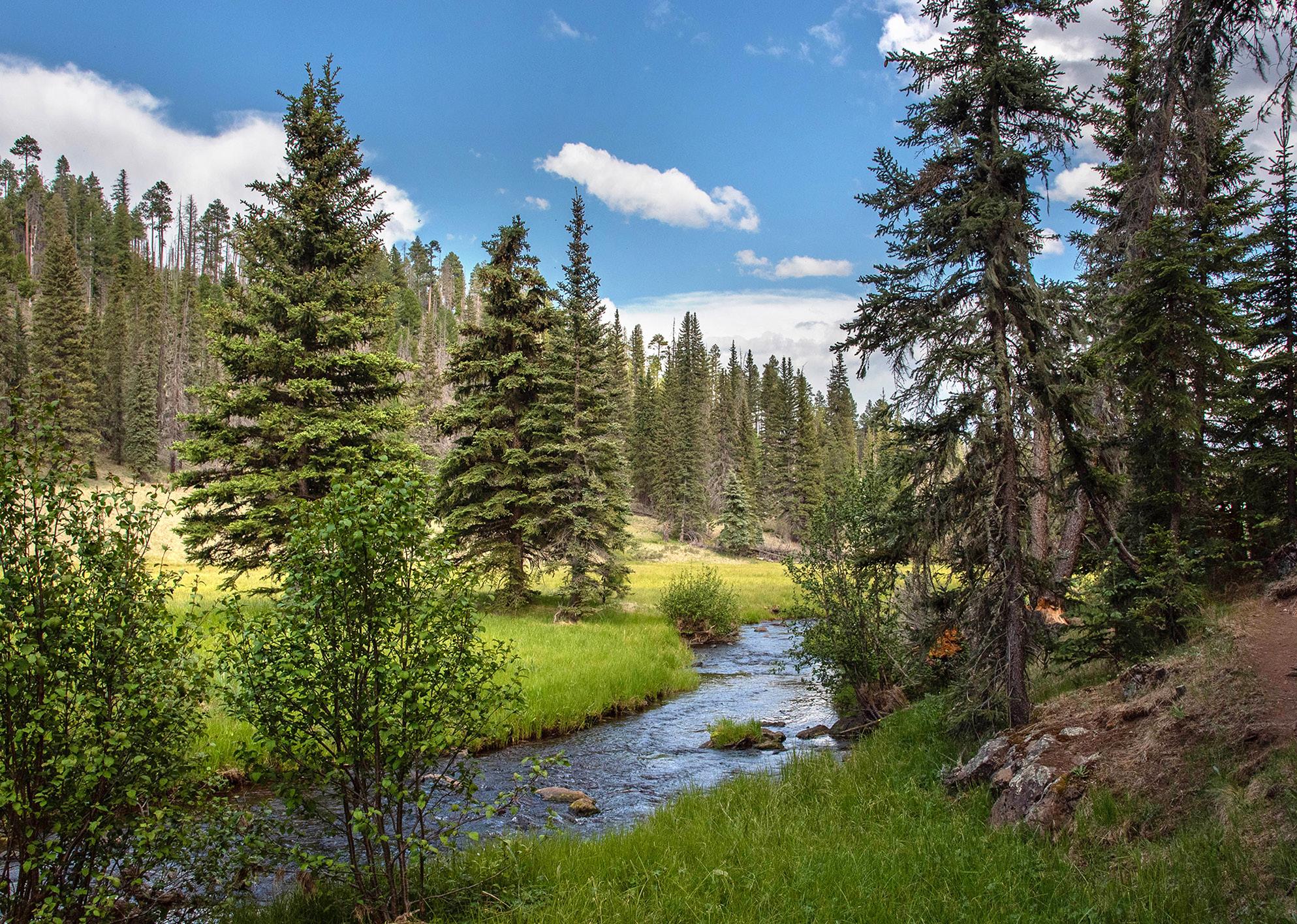 Northern Arizona Forest Fund Annual Report 2023-2024 by National Forest ...