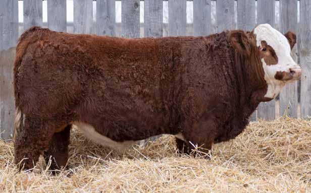 Kulyk Simmentals 2024 Bull Sale by Cattlepics.com - Issuu