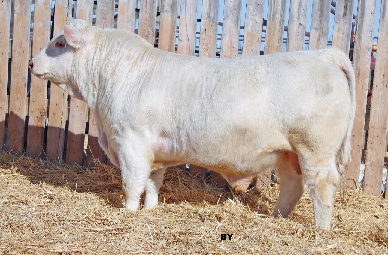 Elder Charolais 14th Annual Bull Sale 2024 by Charolais Banner - Issuu
