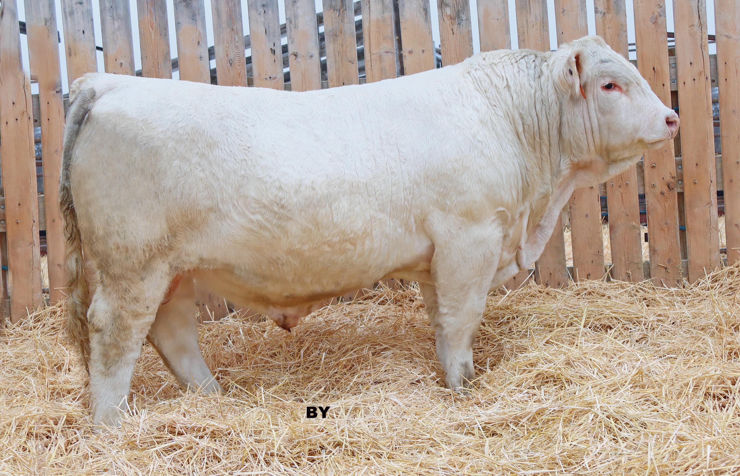 Elder Charolais 14th Annual Bull Sale 2024 by Charolais Banner - Issuu