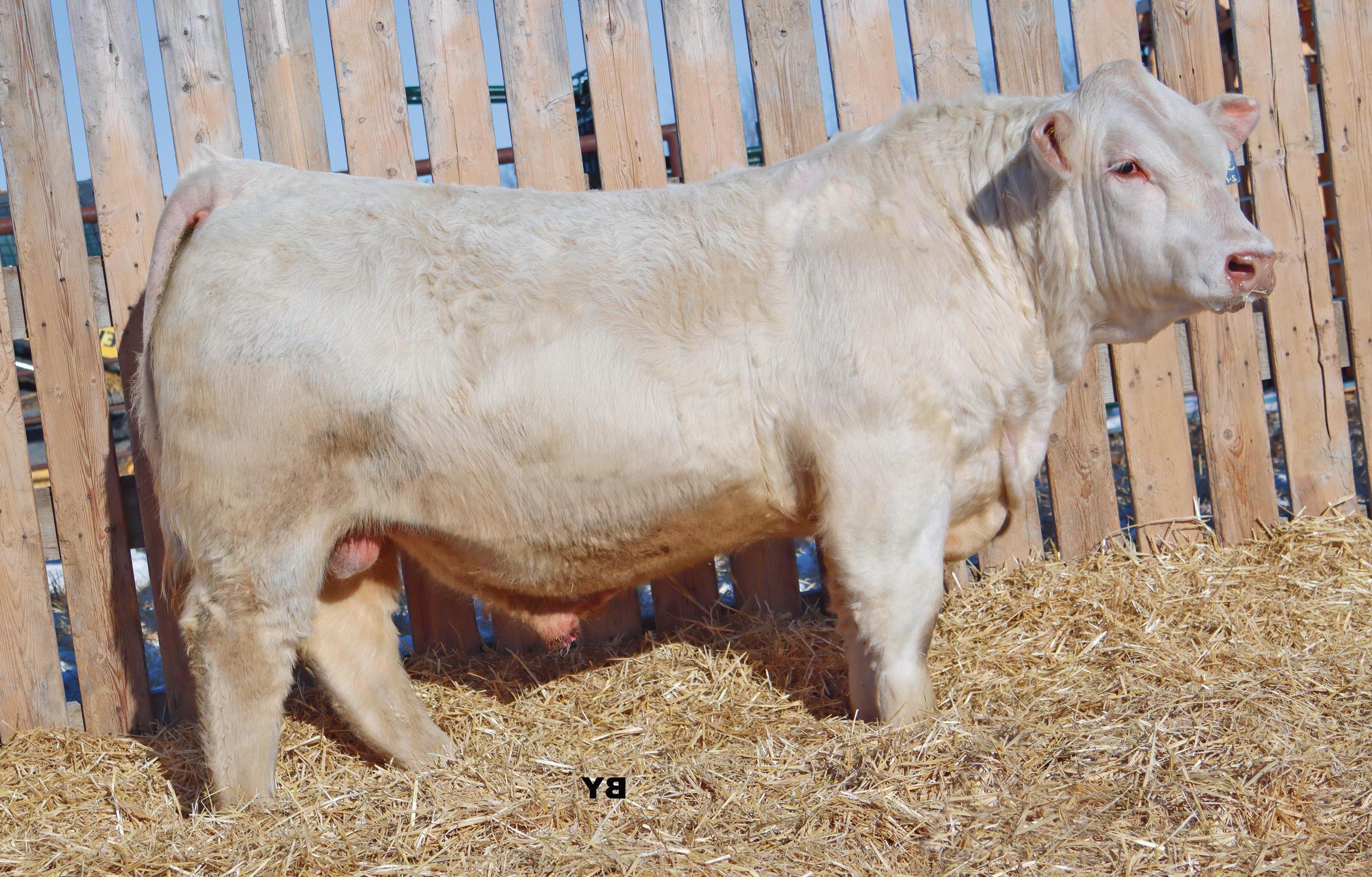 Elder Charolais 14th Annual Bull Sale 2024 by Charolais Banner - Issuu