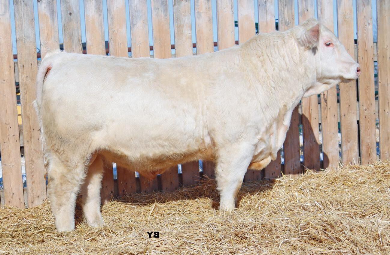 Elder Charolais 14th Annual Bull Sale 2024 by Charolais Banner - Issuu