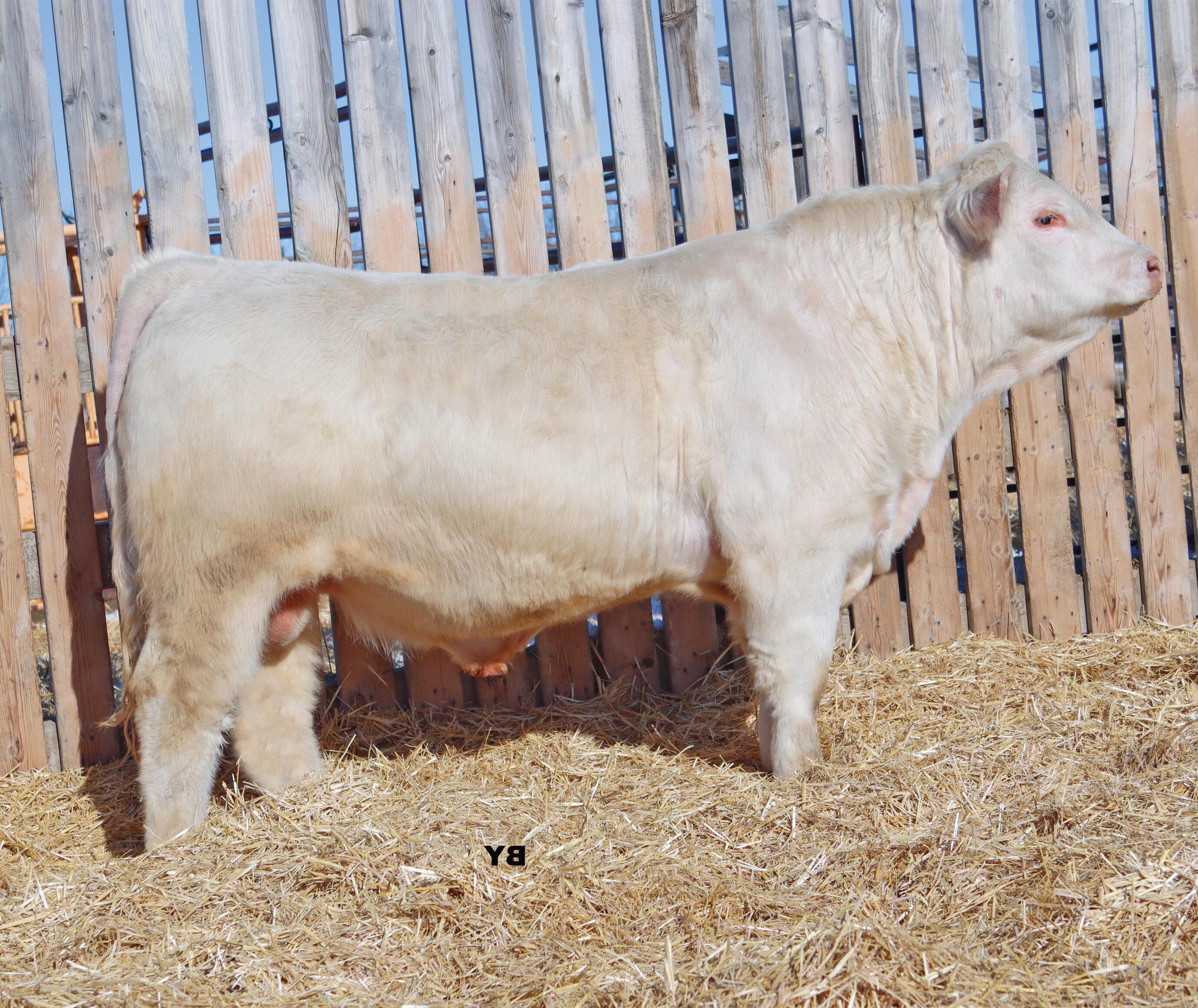 Elder Charolais 14th Annual Bull Sale 2024 by Charolais Banner - Issuu