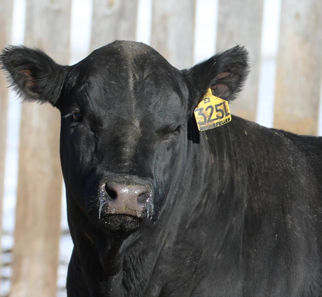 2024 Dahlke Red Angus final by dahlkerancher - Issuu