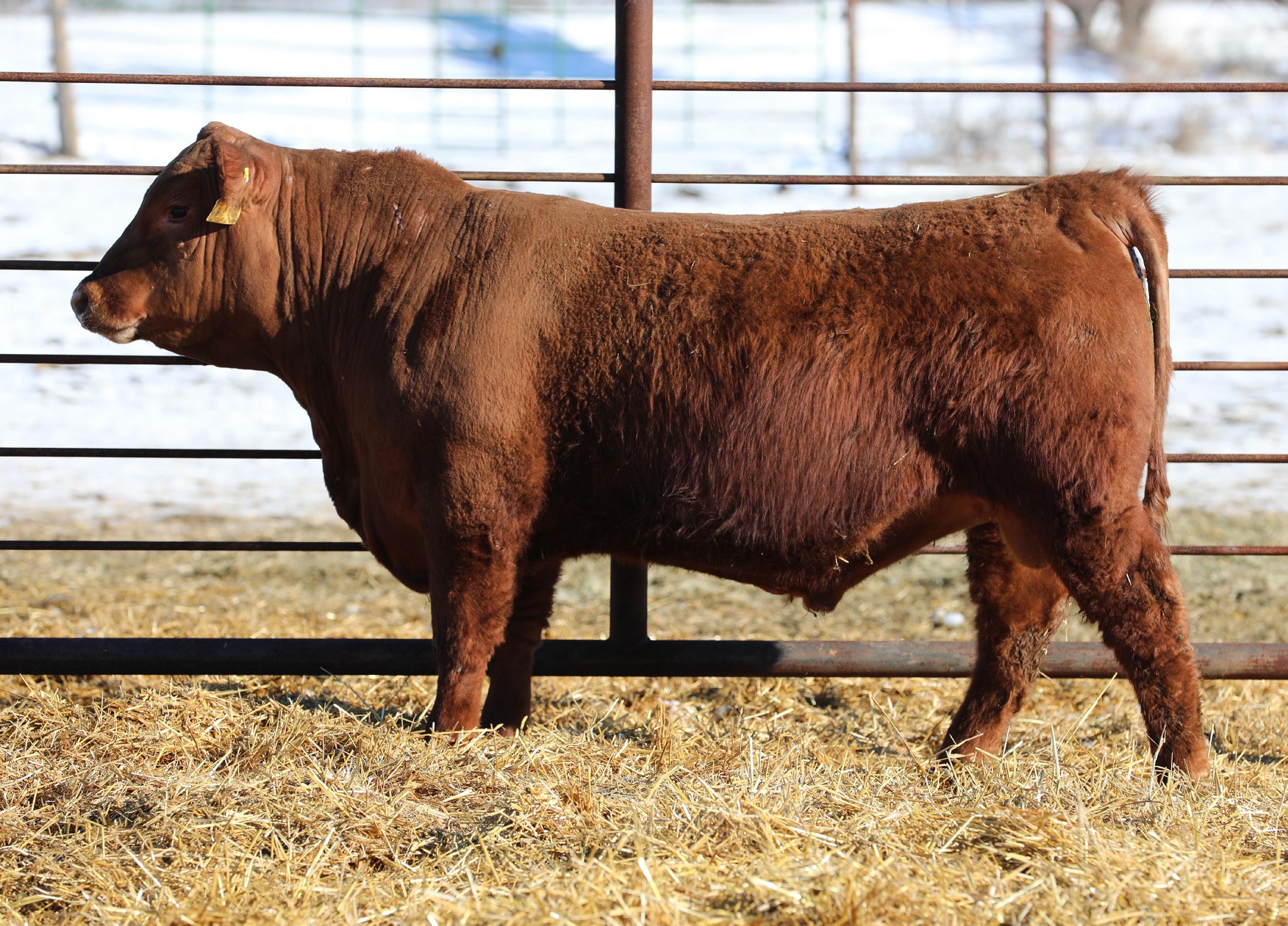 Dahlke Red Angus 2024 by dahlkerancher - Issuu