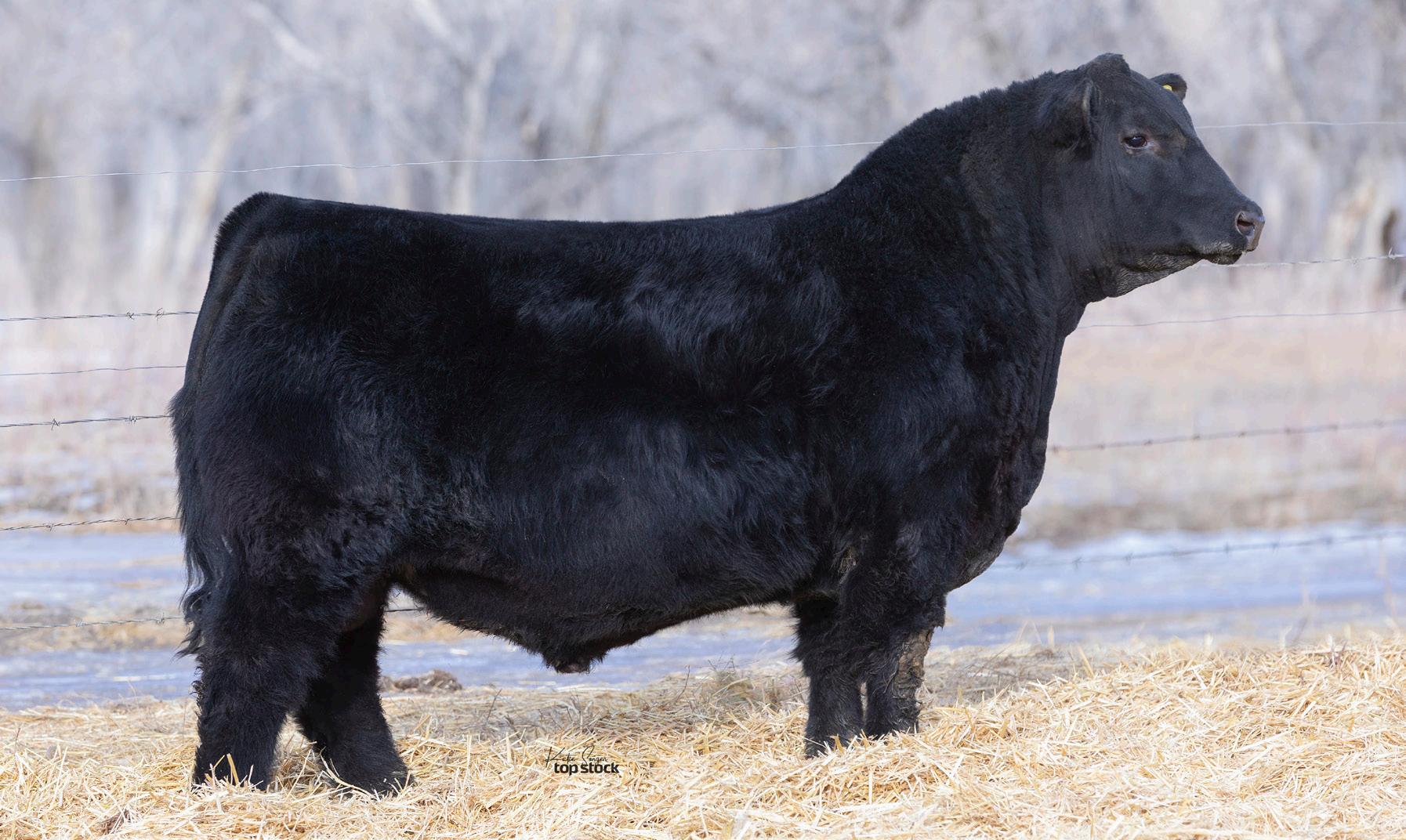 Dahlke Red Angus 2024 by dahlkerancher - Issuu