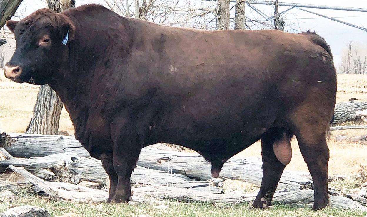 Dahlke Red Angus 2024 by dahlkerancher - Issuu