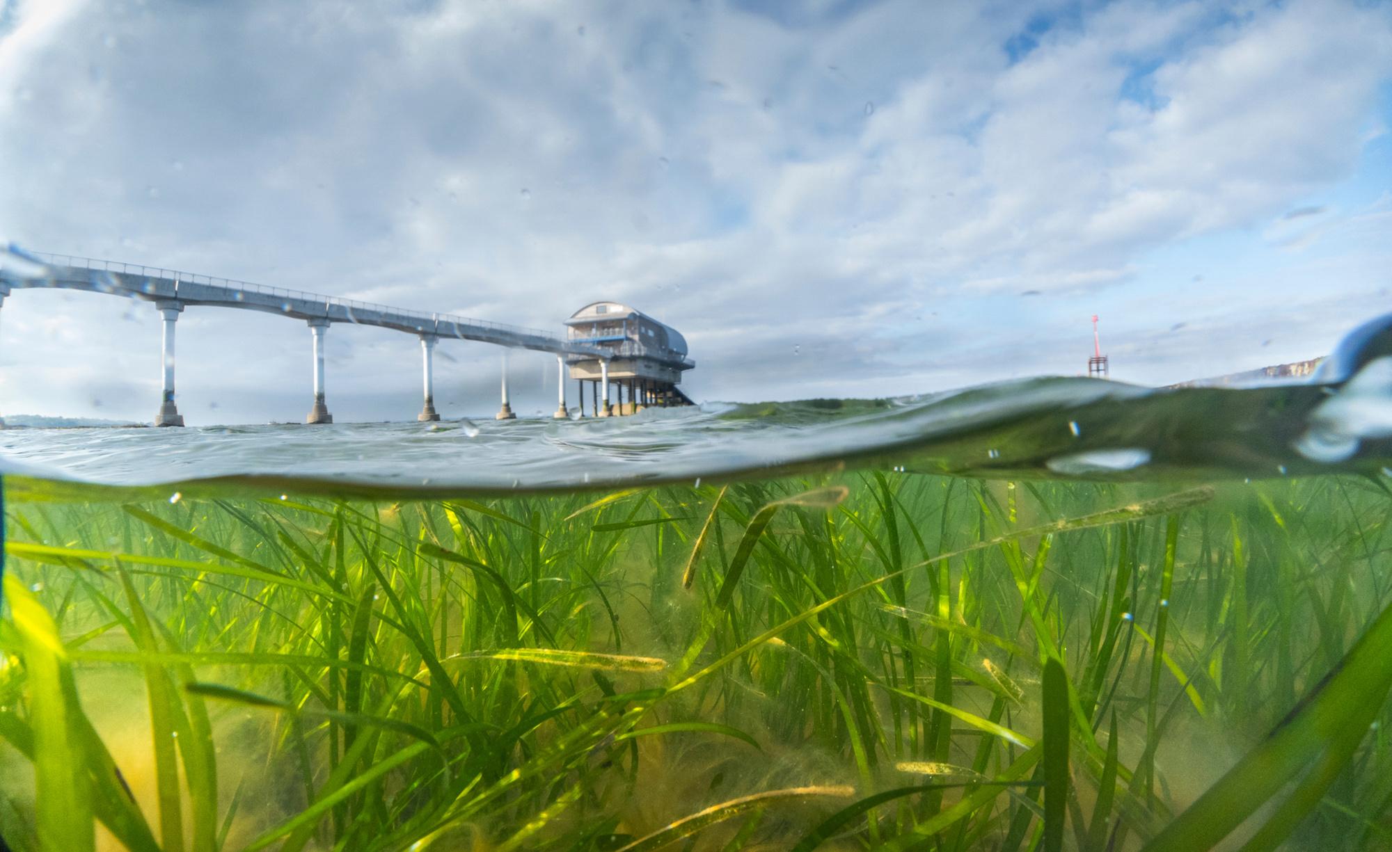 Solent Seascape Project - two pager by Blue Marine Foundation - Issuu