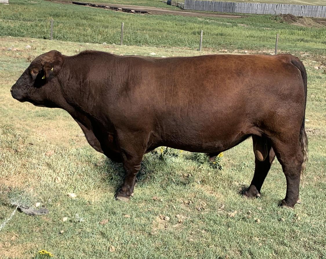 RODGERS RED ANGUS 2024 BULL SALE CATALOGUE by Logan Rummel - Issuu