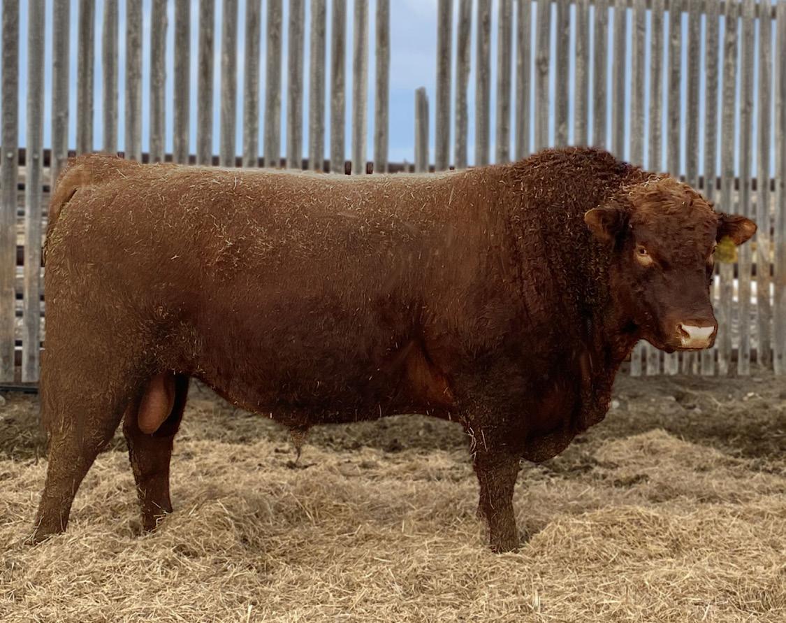 RODGERS RED ANGUS 2024 BULL SALE CATALOGUE by Logan Rummel - Issuu