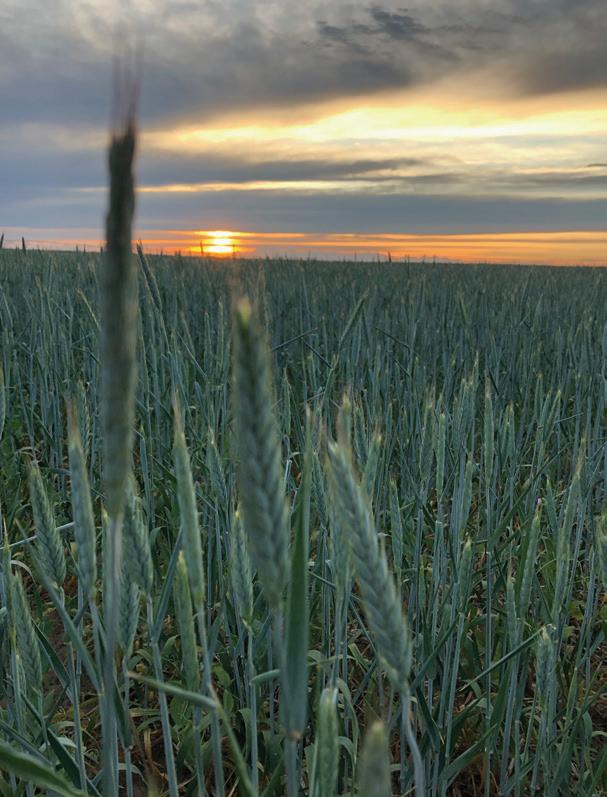 RODGERS RED ANGUS 2024 BULL SALE CATALOGUE by Logan Rummel - Issuu