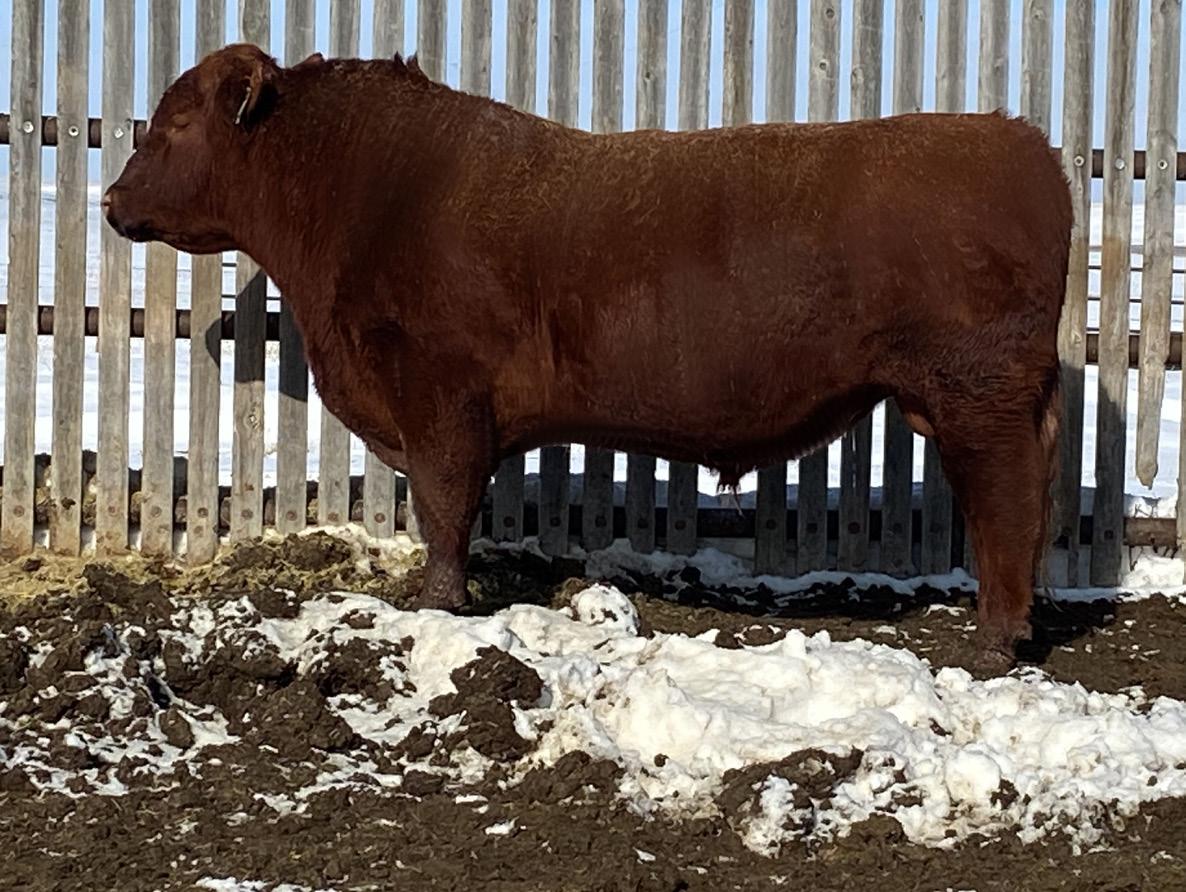 RODGERS RED ANGUS 2024 BULL SALE CATALOGUE by Logan Rummel - Issuu