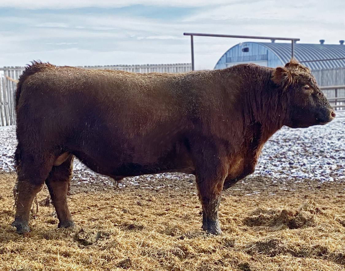 RODGERS RED ANGUS 2024 BULL SALE CATALOGUE by Logan Rummel - Issuu