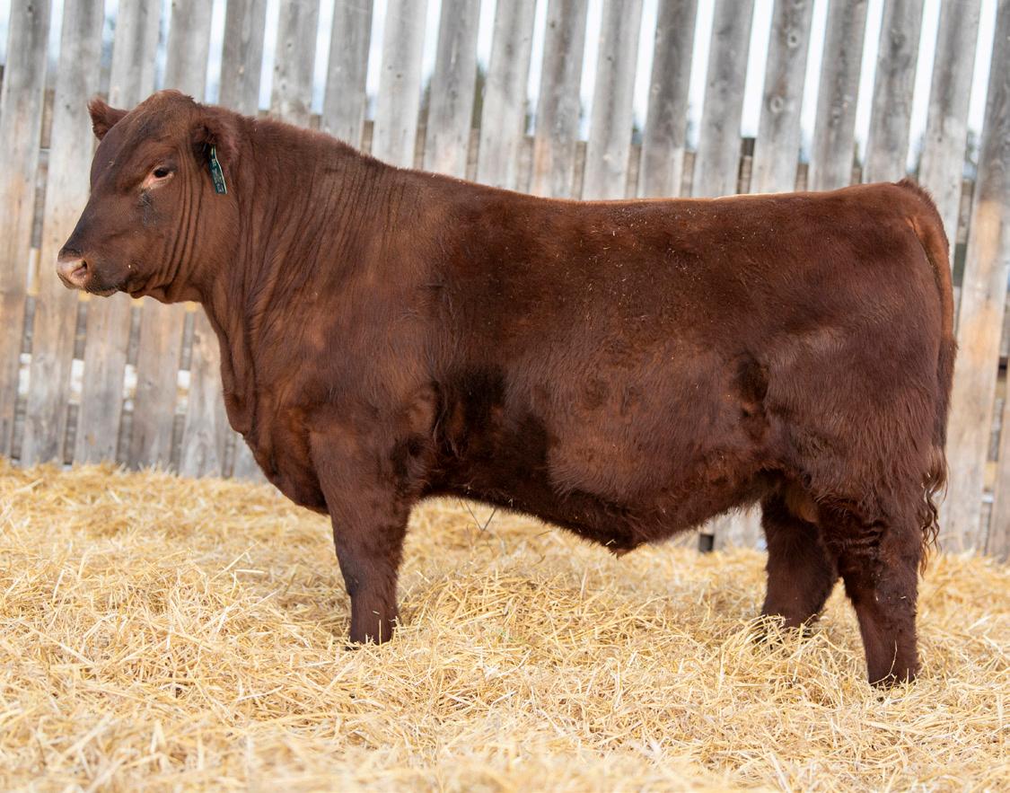 RODGERS RED ANGUS 2024 BULL SALE CATALOGUE by Logan Rummel - Issuu