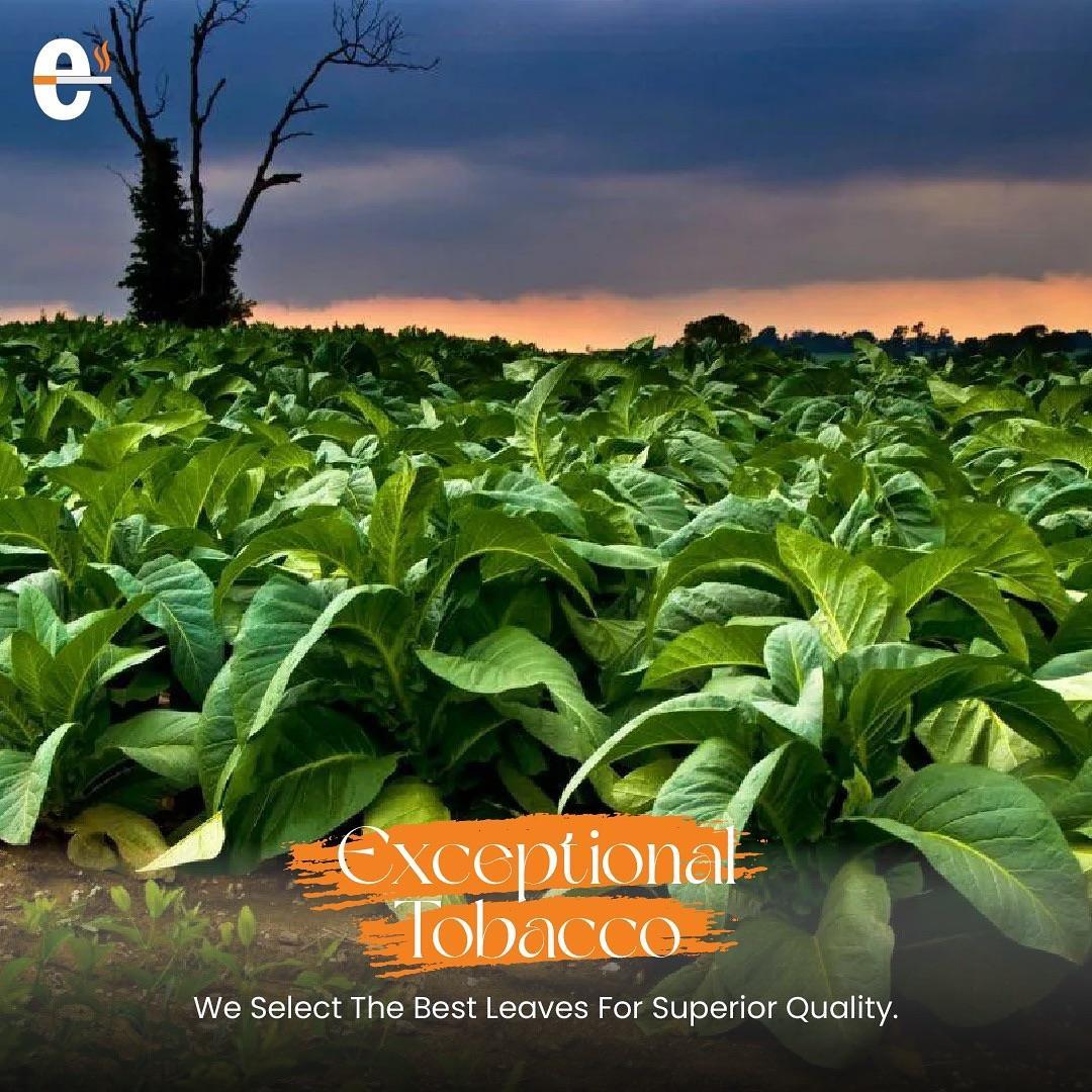 Flue Cured Virginia (FCV) Tobacco for Eastern Tobacco by easterntobacco ...