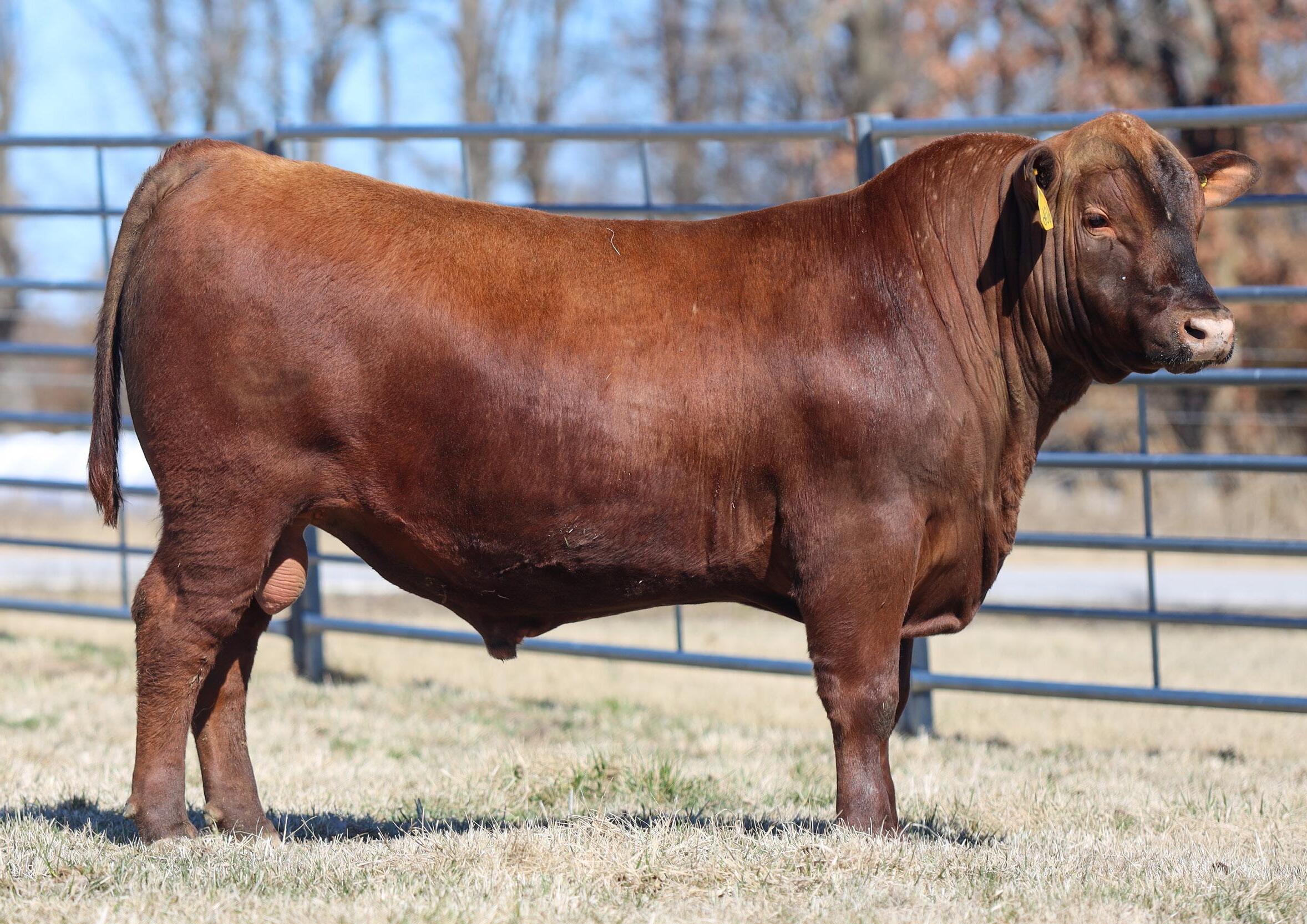 Rogers Cattle Co. 10th Annual Sale by signeffxgraphics - Issuu