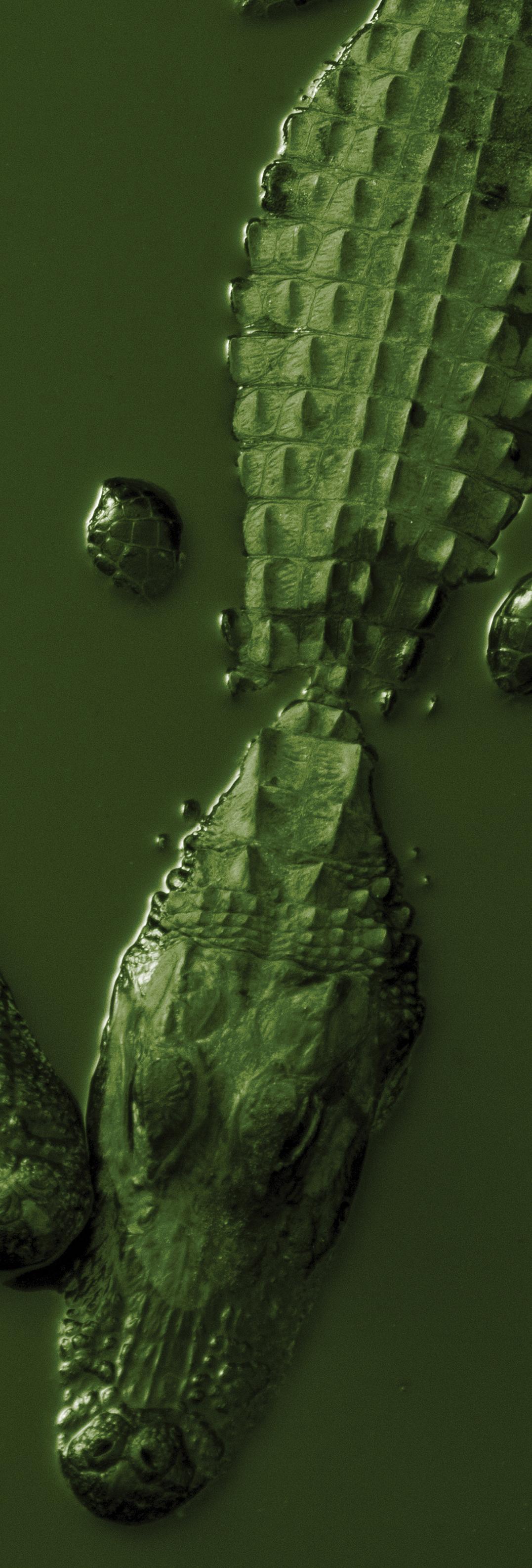 Florida Wildlife Corridor Foundation 2023 Impact Report by Florida ...