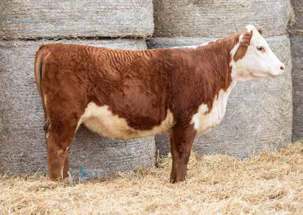 2024 OSF Tag Sale Catalogue by OSheaFarms - Issuu