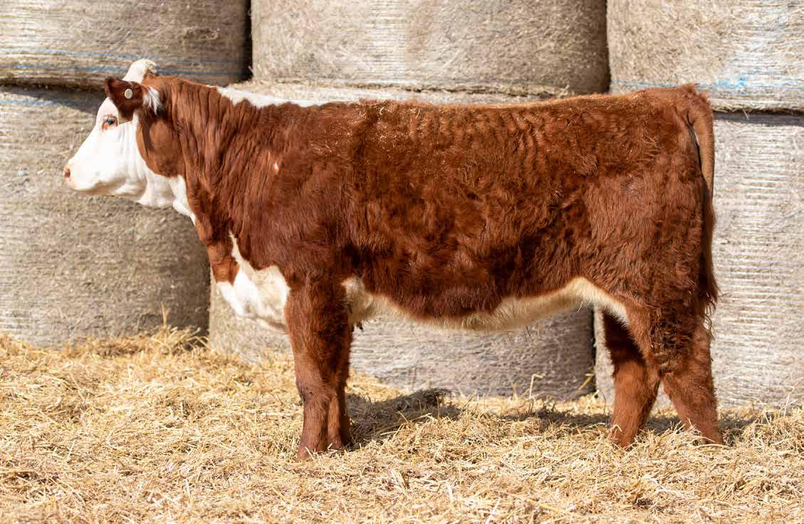 2024 OSF Tag Sale Catalogue by OSheaFarms - Issuu